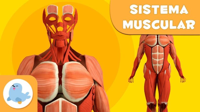 Descobreix els Músculs del Cos Humà: Guia Completa en Català - Taemi ...