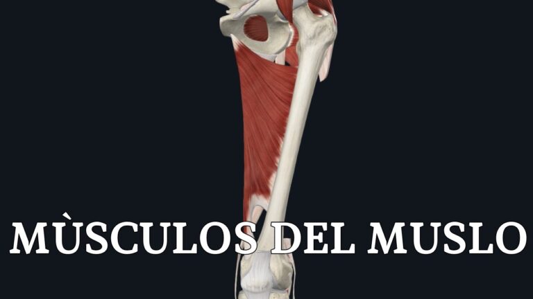 Descubre los Músculos del Muslo de la Pierna: Anatomía y Funciones ...