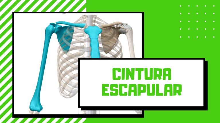 Huesos que Forman la Cintura Escapular: Anatomía y Funciones Esenciales ...